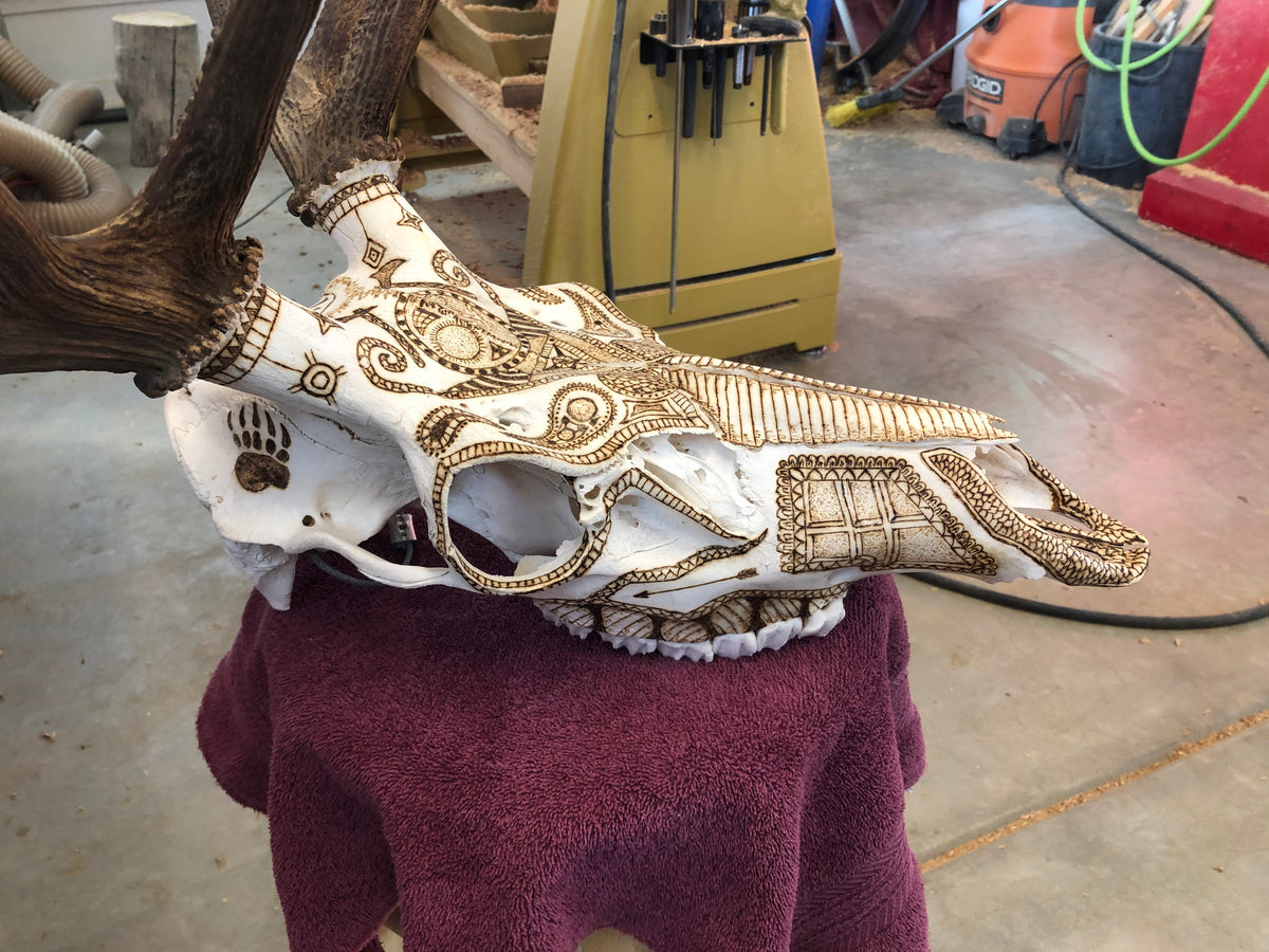 P #16, Pyrography on Bull Elk Skull. – Poling Studios