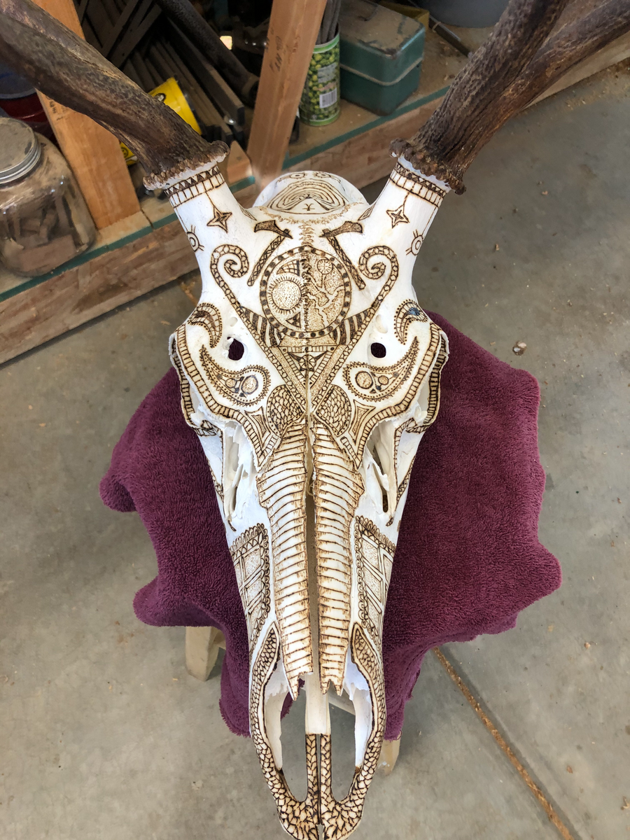 P #16, Pyrography on Bull Elk Skull. – Poling Studios