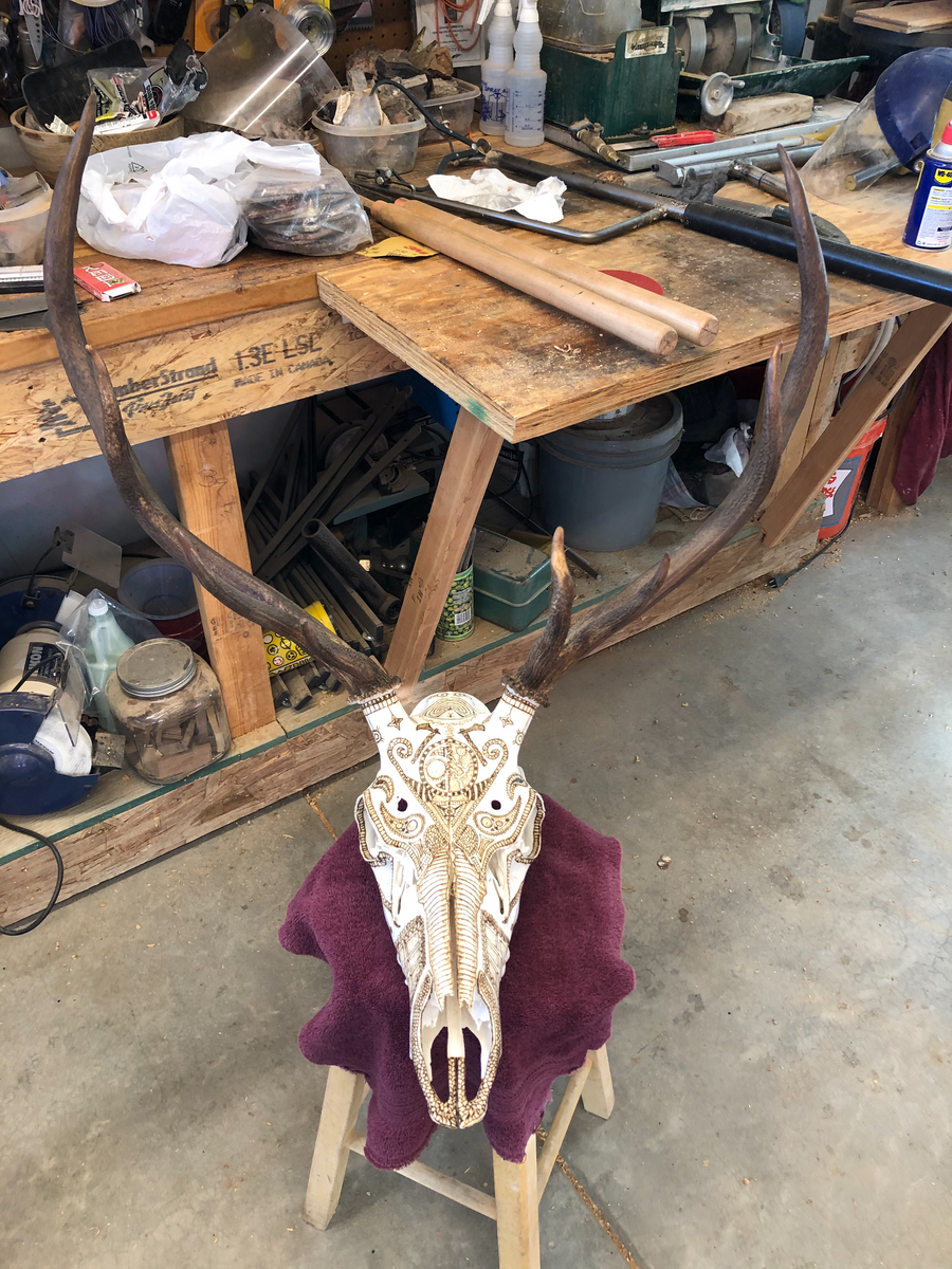P #16, Pyrography on Bull Elk Skull. – Poling Studios